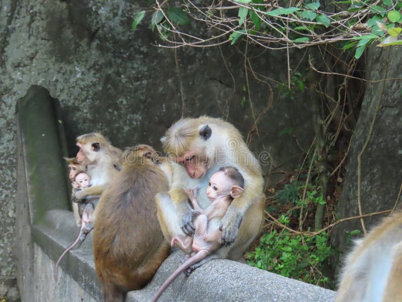 Macaca Sinaca Stock Photos - Free & Royalty-Free Stock Photos from ...