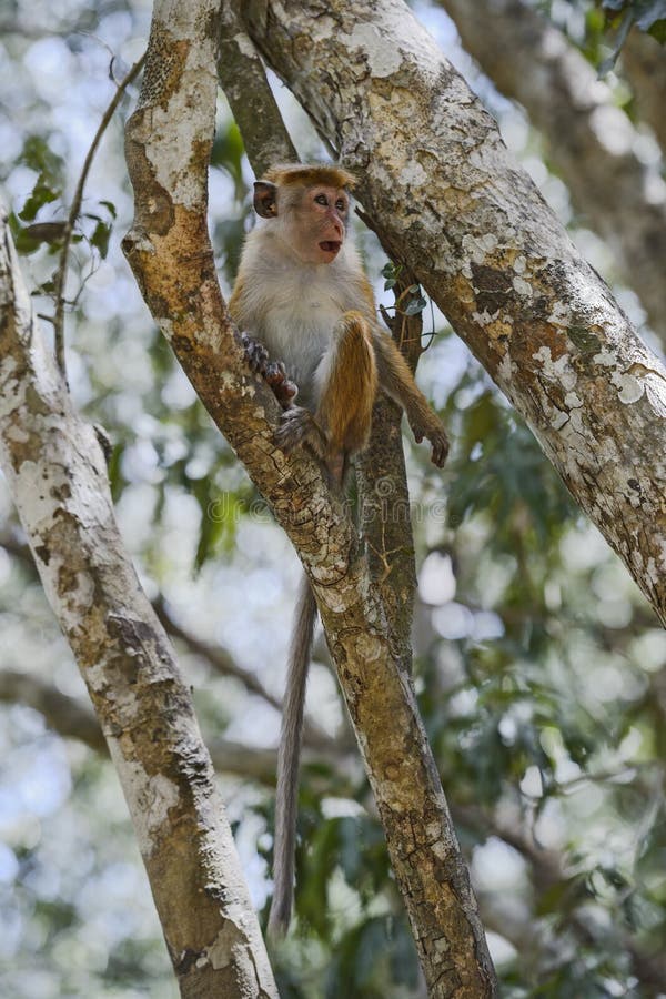 Toque Macaque - Macaca Sinica, Sri Lanka Stock Image - Image of park ...