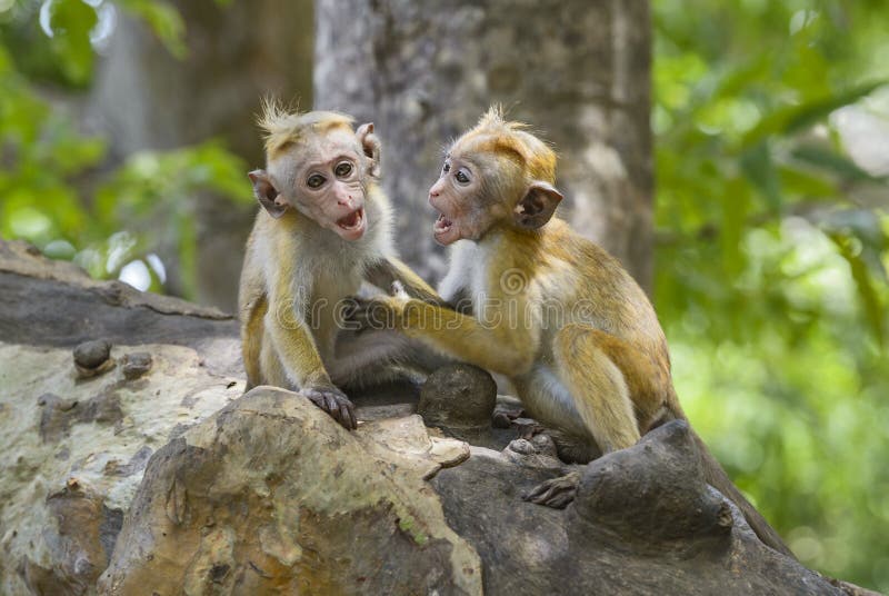 Toque Macaque - Macaca Sinica, Sri Lanka Stock Photo - Image of asia ...