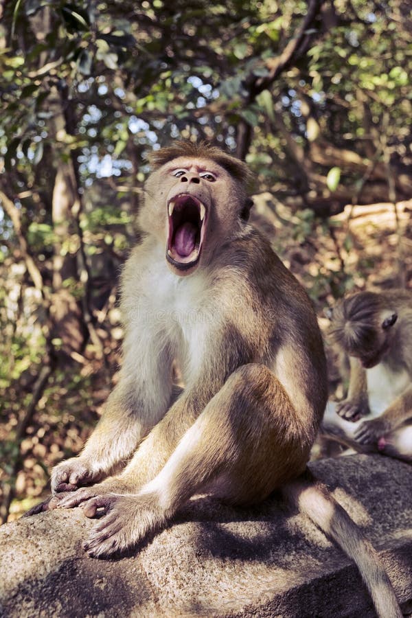 Toque Macaque Monkey with Sharp Teeth Stock Photo - Image of primate ...