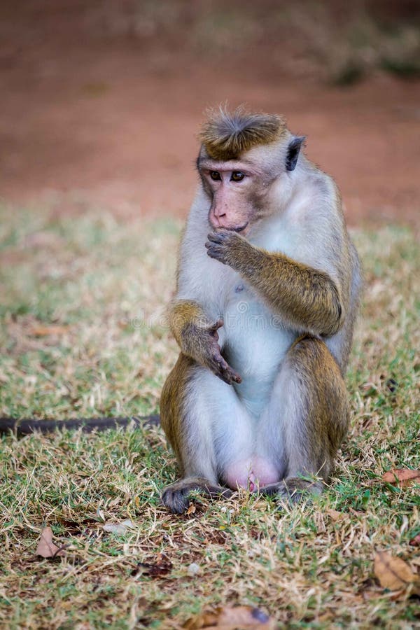 Toque macaque Sri Lanka stock photo. Image of asia, brown - 115163058