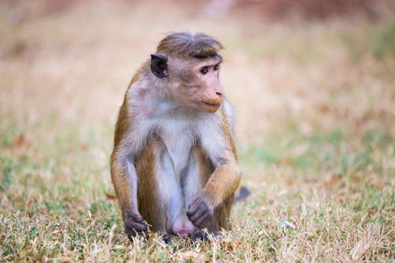 Toque macaque Sri Lanka stock photo. Image of outdoor - 115163218
