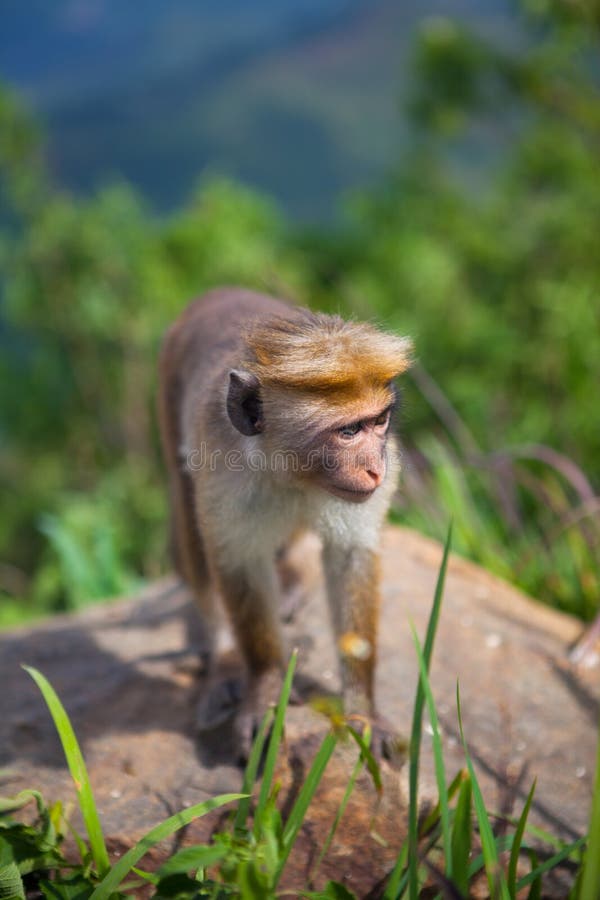 Monkey Looking Sideways Photos - Free & Royalty-Free Stock Photos from ...