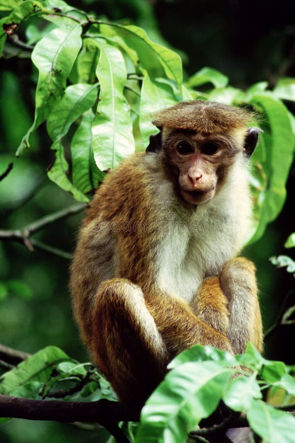 Toque Macaque stock image. Image of mammal, looking, funny - 148747