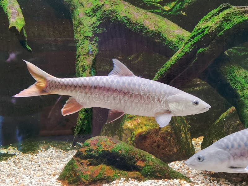 Tor putitora fish stock image. Image of putitor, aquaria - 340486229