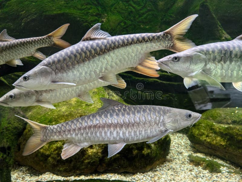 Tor putitora fishes stock photo. Image of tropical, golden - 349484070