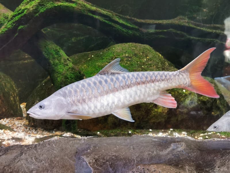 Tor putitora fishes stock photo. Image of fishes, aquarium - 359083192