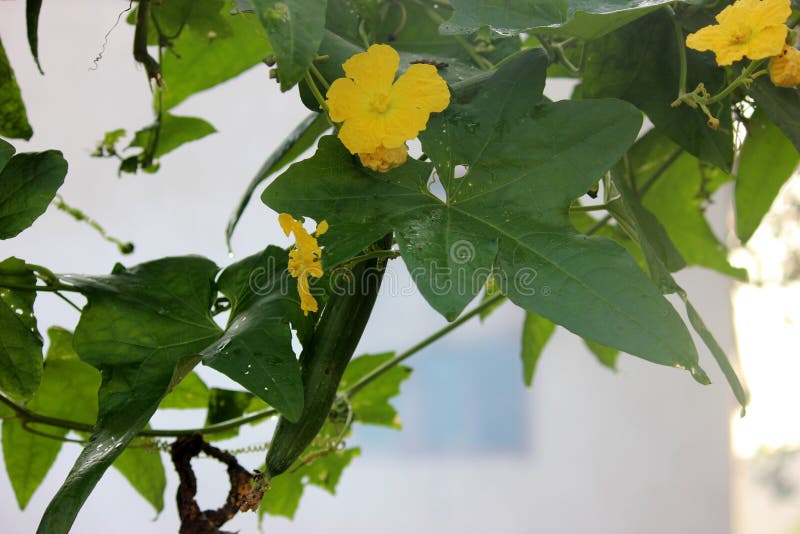 Torai Bel stock image. Image of evergreen, flower, india - 232232729