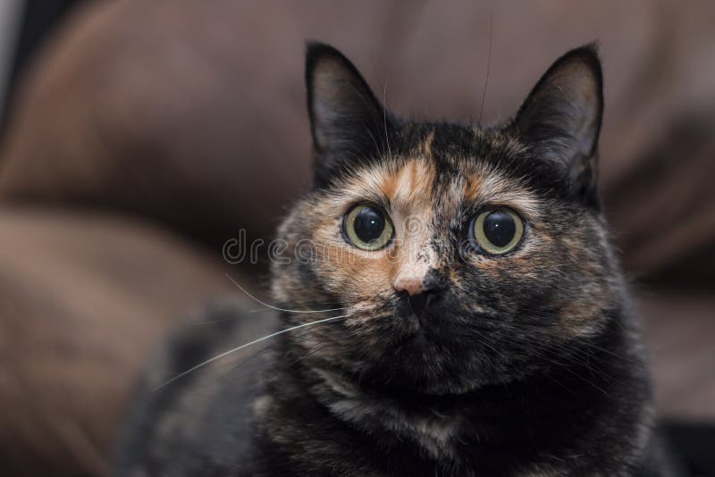 Torbi Cat Stock Photos - Free & Royalty-Free Stock Photos from Dreamstime