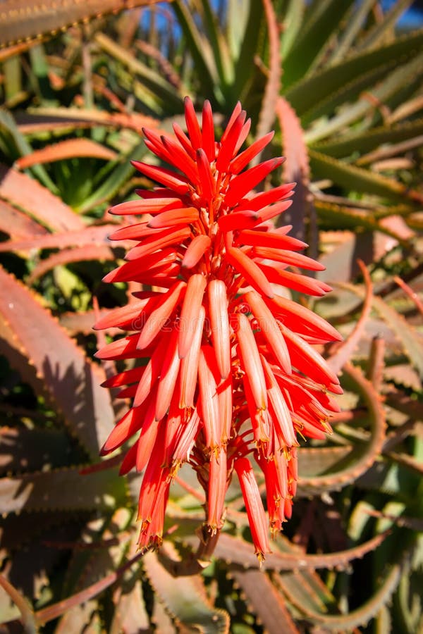 Torch Aloe, Aloe Arborescens in Bloom. Stock Photo - Image of blossom ...