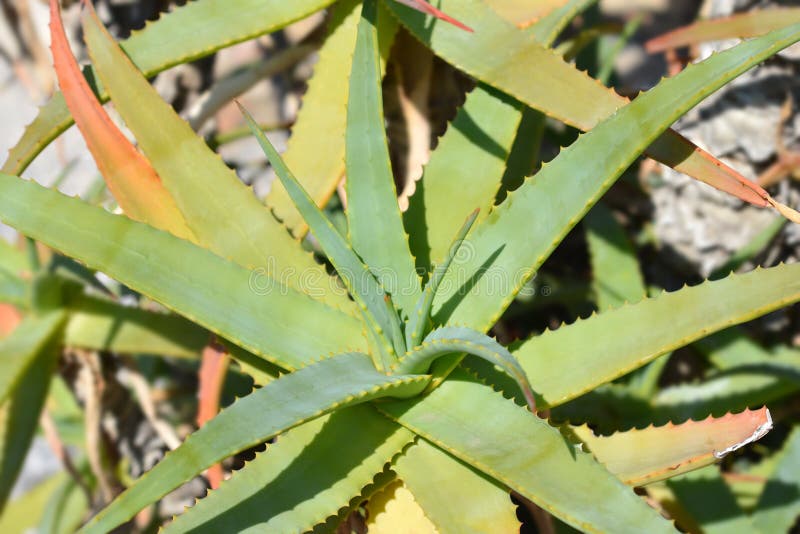 Torch aloe stock photo. Image of arborescens, close - 237505258