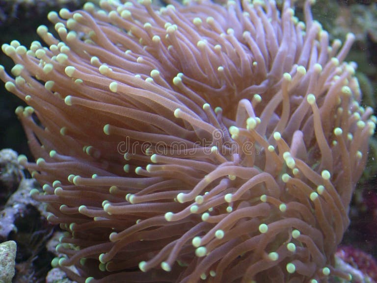 Torch Coral stock image. Image of large, stony, gold, torch - 2025741