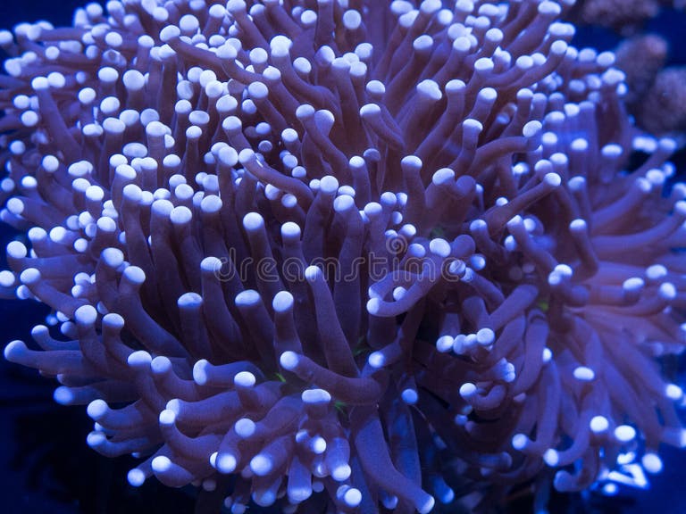 Torch coral stock photo. Image of polyps, marine, life - 140338116