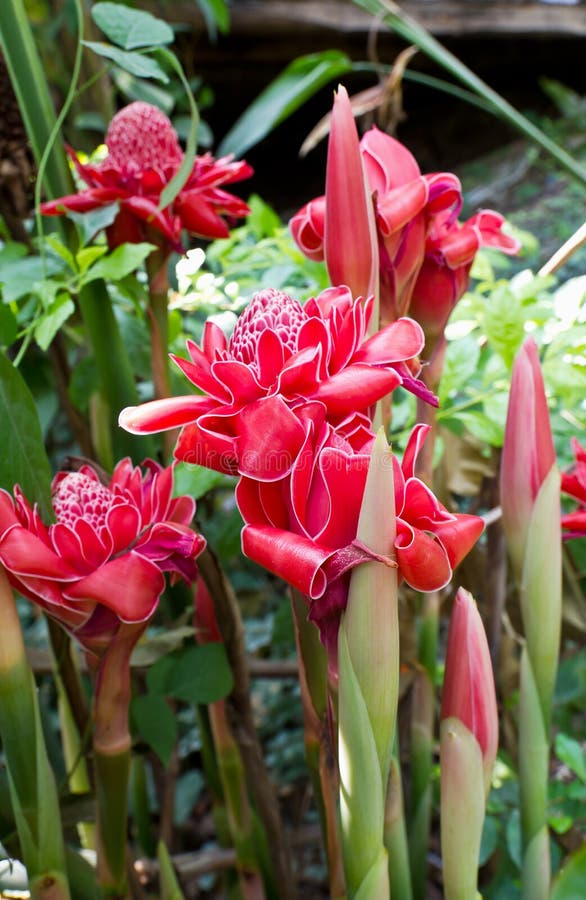 Torch Ginger Picture. Image: 23635753