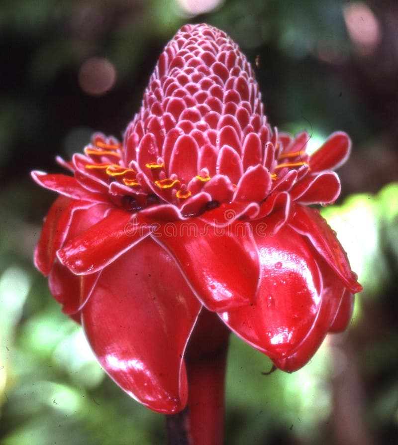Red Torch Ginger Plant. Picture Image: 86175175