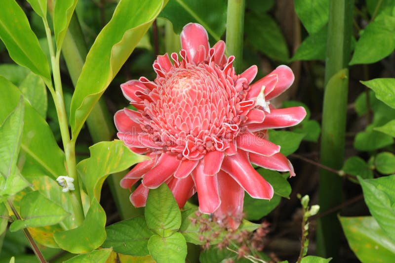 Torch ginger (awapuhi) stock image. Image of closeup - 27641429