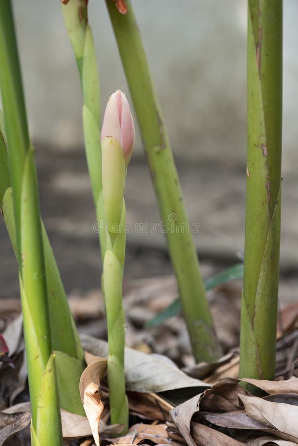 Torch Ginger stock image. Image of elatior, perennial - 205447575