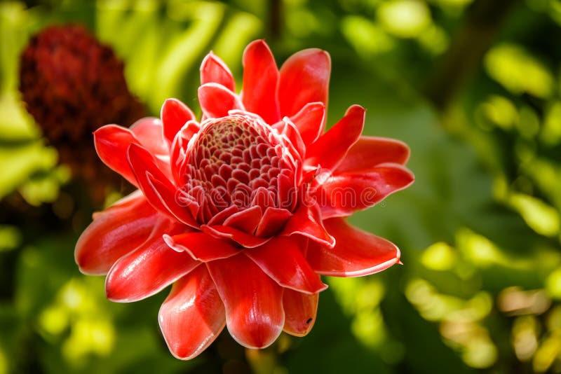 Torch ginger flower stock image. Image of torch, plant - 55145437