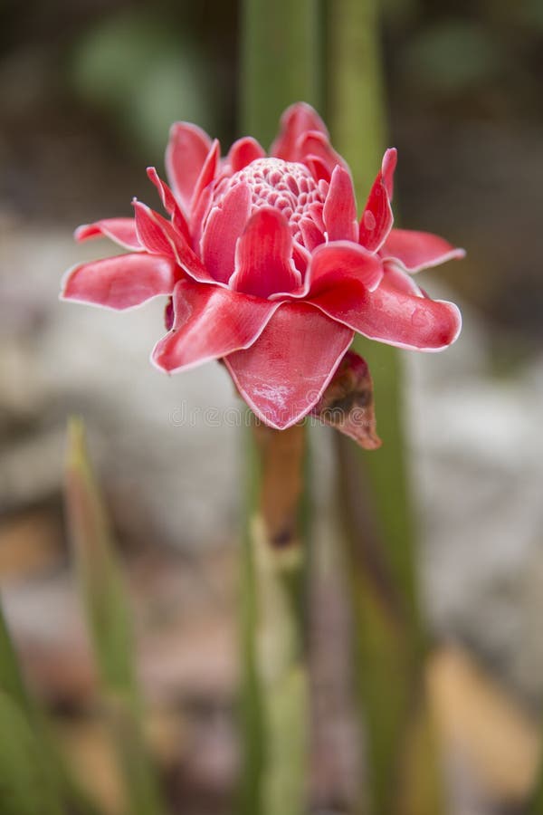 Torch Ginger Flower stock image. Image of closeup, natural - 30239239