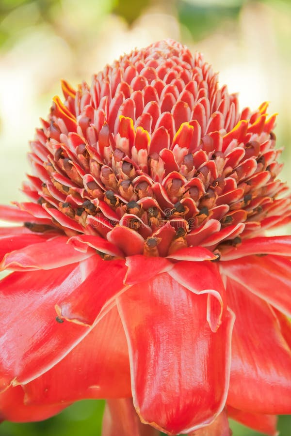 Torch ginger stock photo. Image of rose, bright, flower - 53420562