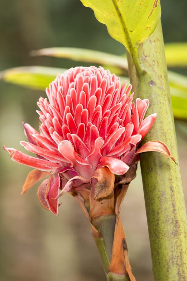 Torch ginger flower stock image. Image of ginger, health - 44180105