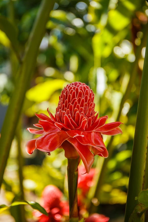 Torch ginger flower stock image. Image of tropical, blossom - 39130687