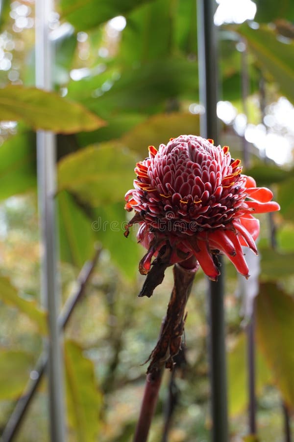 Torch Ginger Flower with Tropical Background Stock Image - Image of ...