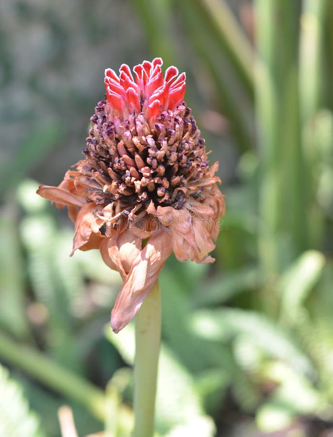 Torch Ginger stock photo. Image of garden, states, america - 36213114