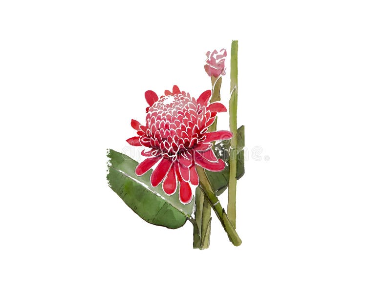 Torch Ginger Stock Illustrations – 169 Torch Ginger Stock Illustrations ...