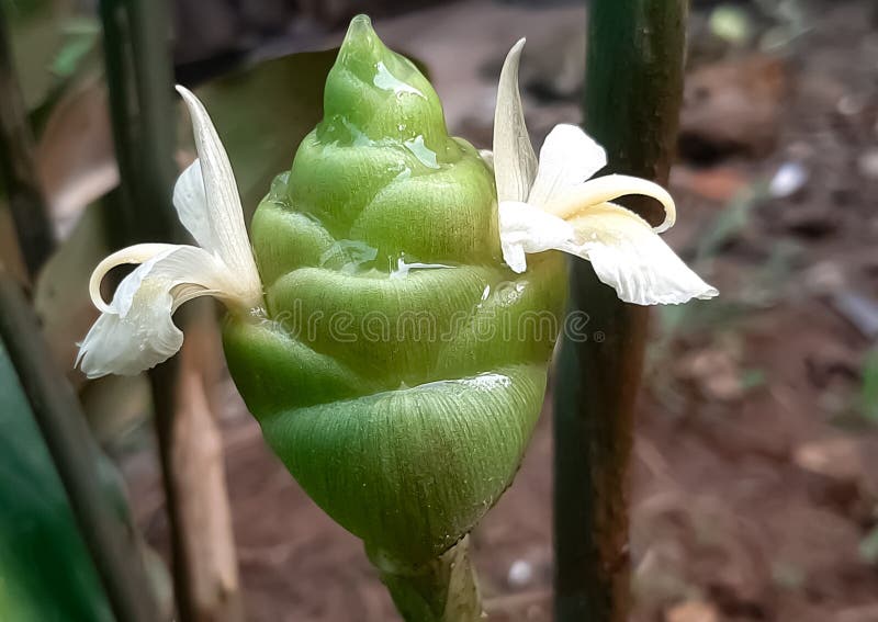 Torch Ginger or Kecombrang Flower Stock Image - Image of plant, health ...