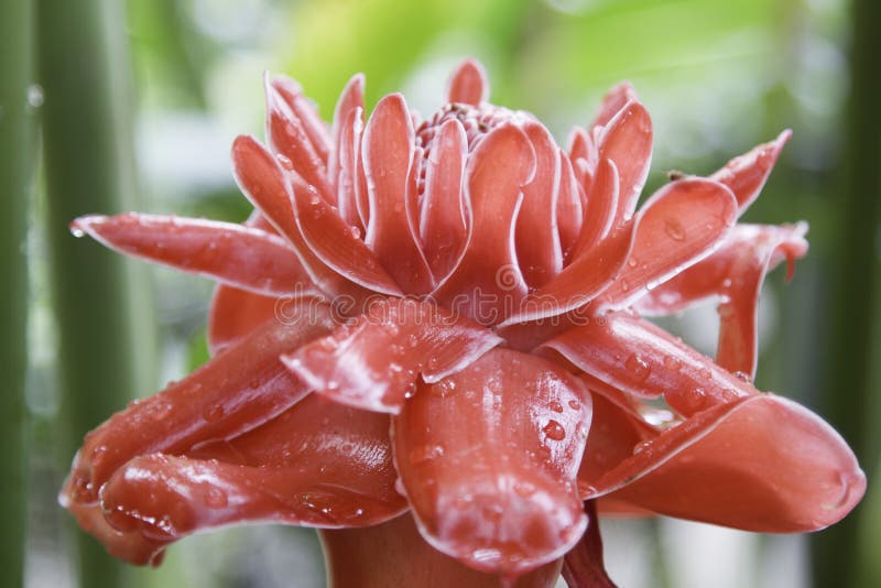 Torch ginger stock image. Image of color, bloom, vegetable - 50234519