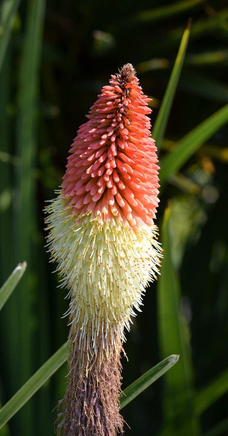 Torch lily stock photo. Image of leaf, kniphofia, bloom - 26673636