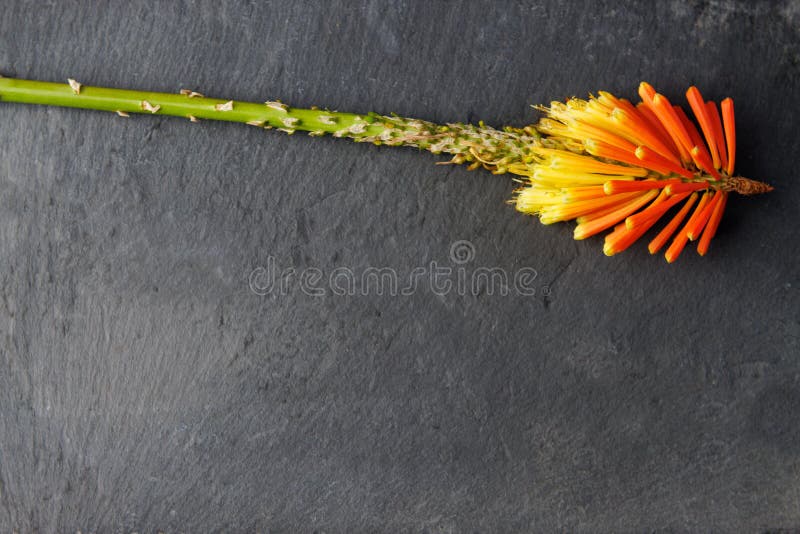 Torch Lily on Dark Background Stock Photo - Image of floral, poker ...