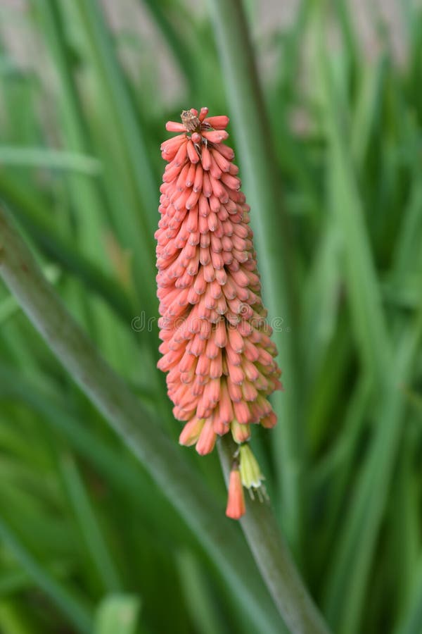 Torch lily stock image. Image of poker, tritoma, lily - 171560079