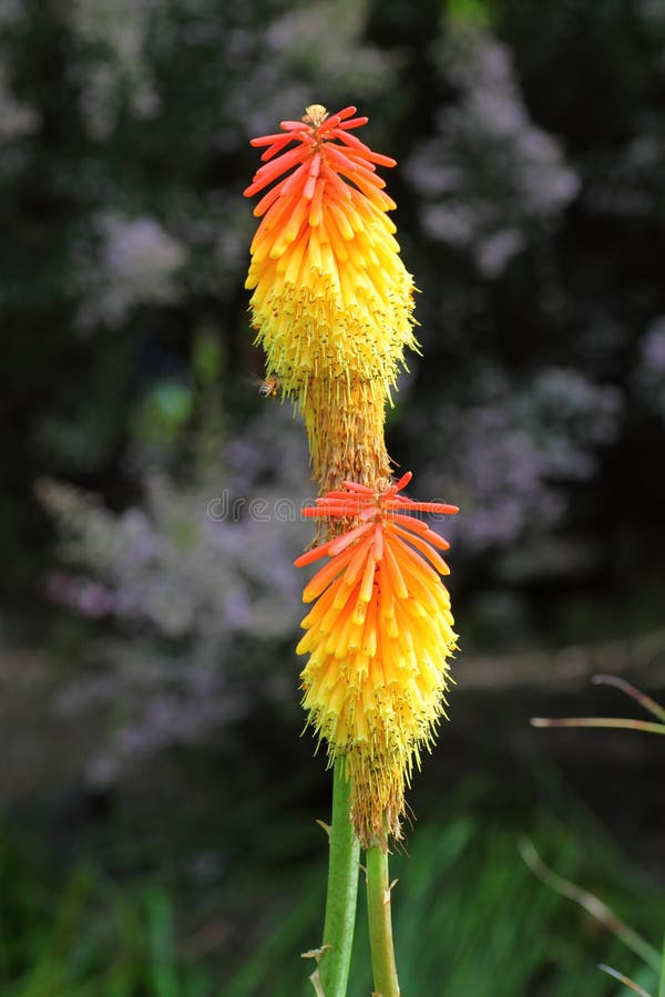 Torch Lily Flower in Garden Summer Season Nature in Detail Stock Photo ...