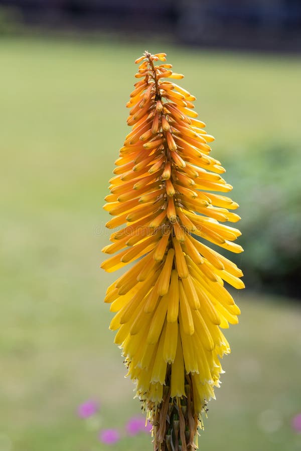 Kniphofia Flower Display, Tall, Colorful Kniphofia Flowers Sway ...