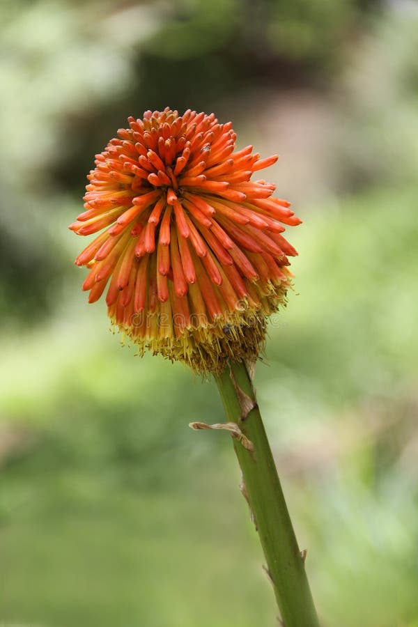 Torch Lily Flower Stock Photos - Download 663 Royalty Free Photos