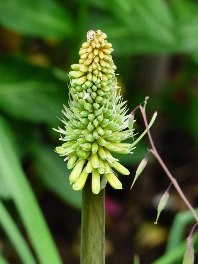 Torch Lily, Plant, Flora, Flower Stock Image - Image of flora, plant ...