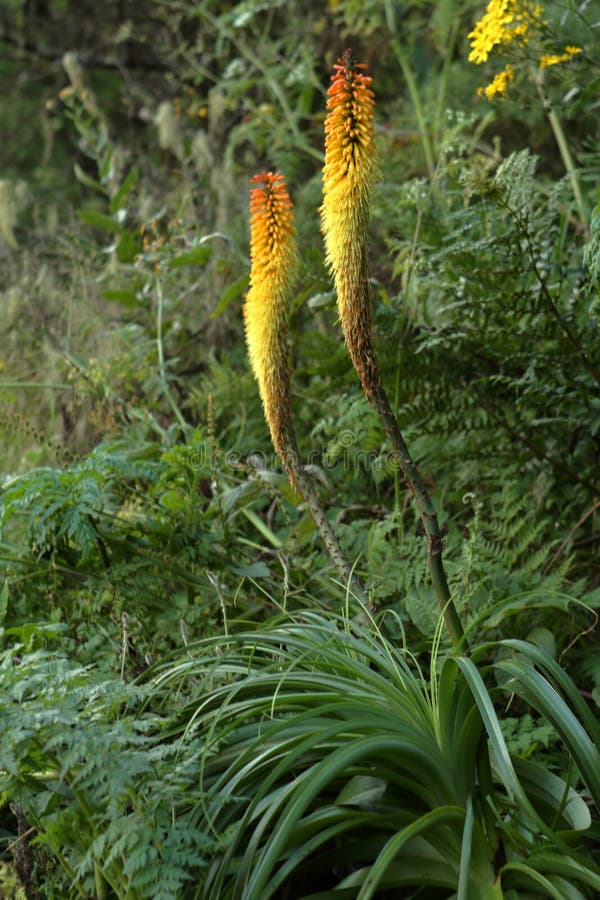 Torch Lily or Rocket Flower Stock Image - Image of tritoma, poker: 83297223