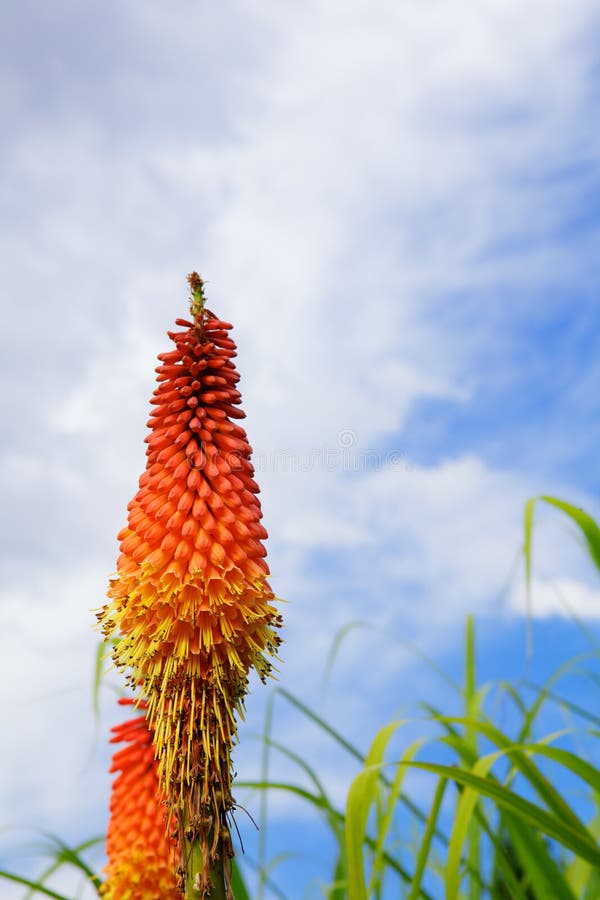 Torch Lily sky stock image. Image of yellow, poker, south - 21029011