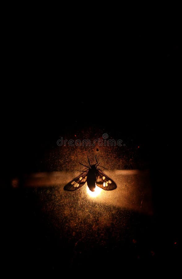 Torchbug Stock Photos - Free & Royalty-Free Stock Photos from Dreamstime
