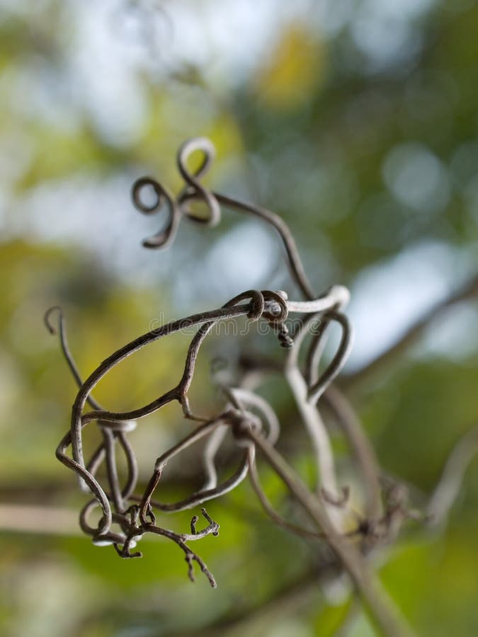 Torcido y complicado foto de archivo. Imagen de arte, complicado - 8013952