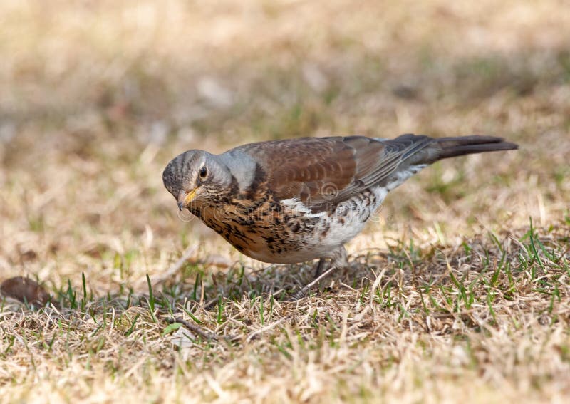 Tordella imagen de archivo. Imagen de gris, pico, tierra - 11782043