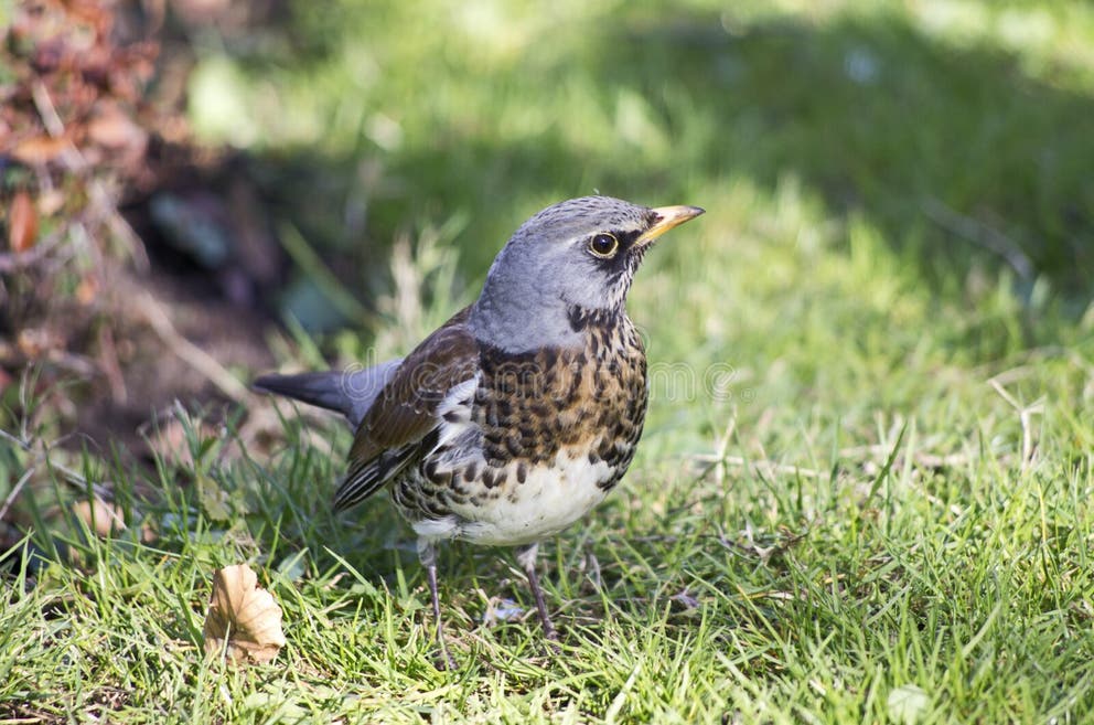 Tordella imagen de archivo. Imagen de bosque, verano - 24396945
