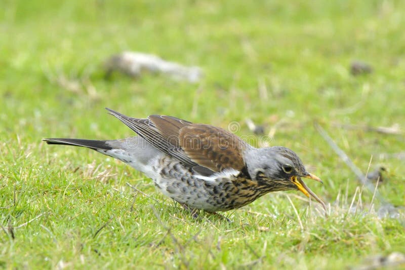 Tordella en hierba verde imagen de archivo. Imagen de colorido - 136177821