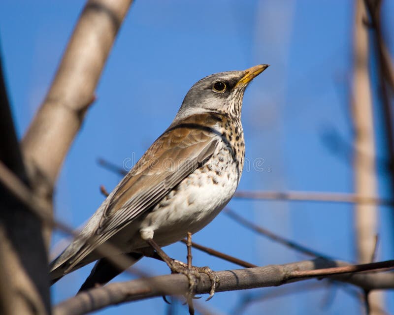 Tordella, Pilaris Del Turdus Foto de archivo - Imagen de serbal, cubo ...