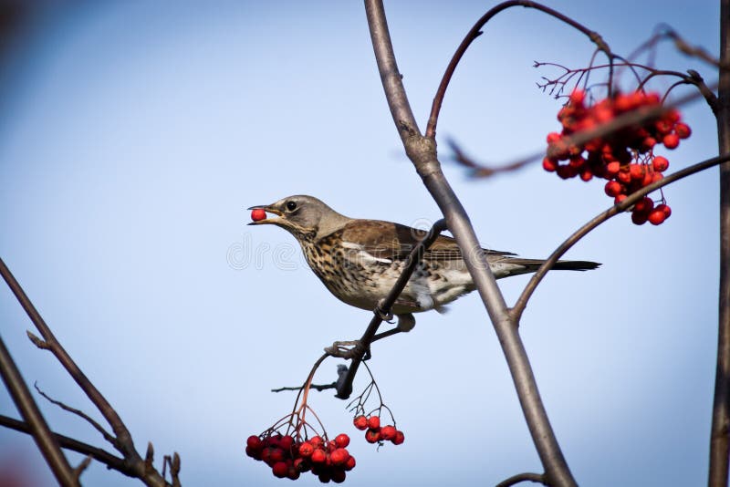 Tordella, Pilaris Del Turdus Imagen de archivo - Imagen de cubo, copia ...