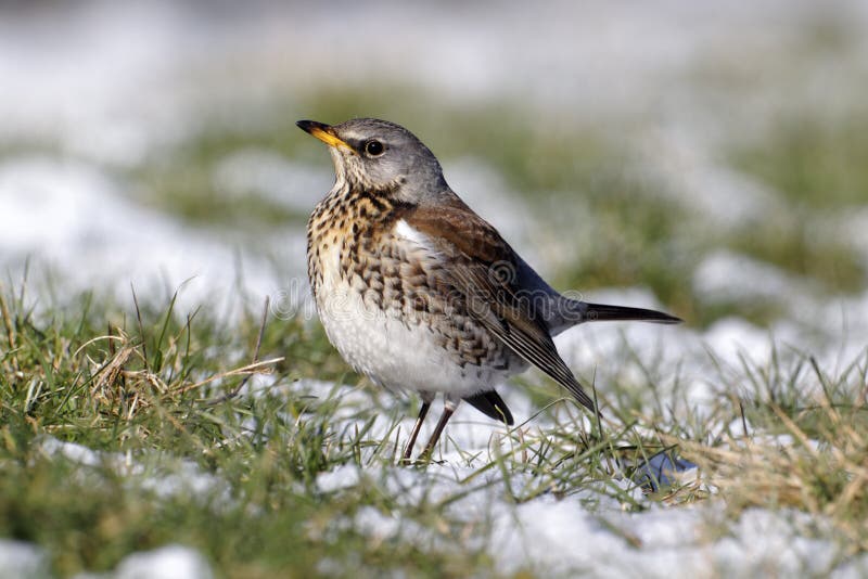 Tordella, Pilaris Del Turdus Foto de archivo - Imagen de nieve, cerque ...
