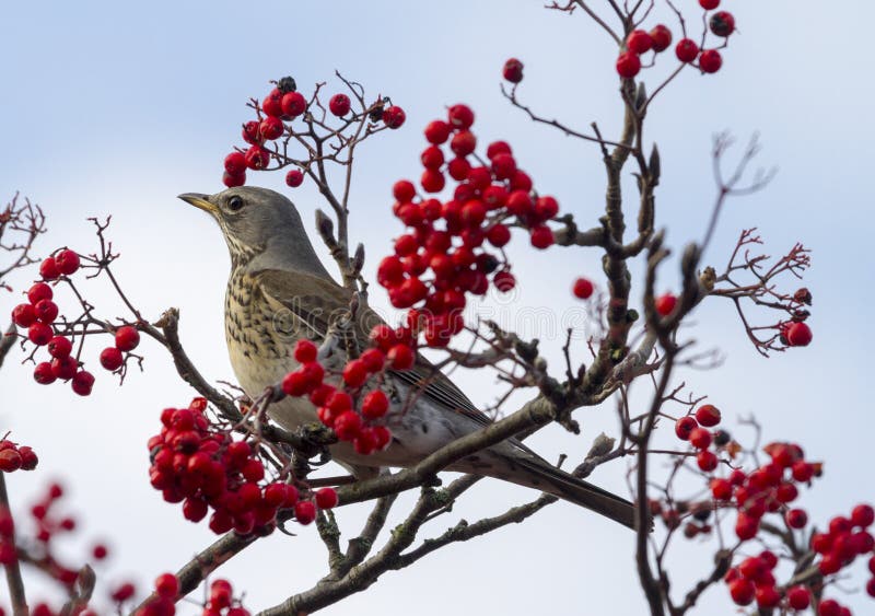 Tordella (pilaris Del Turdus) Imagen de archivo - Imagen de invierno ...