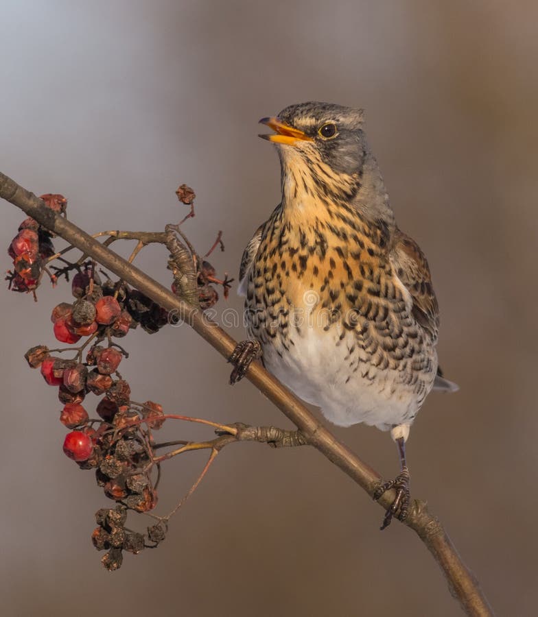Tordella - Pilaris Del Turdus Foto de archivo - Imagen de cubo, salvaje ...